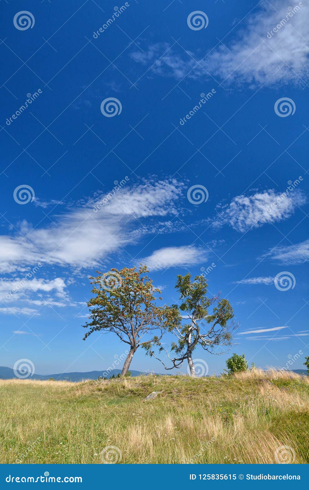Two trees on the hill stock image. Image of mountains - 125835615