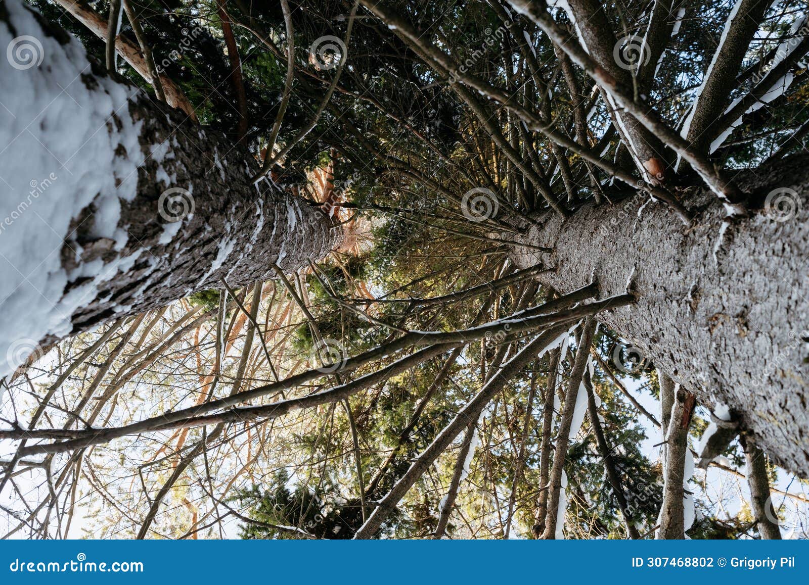 Two Trees Growing from the Same Place and Fused with Roots and Branches ...