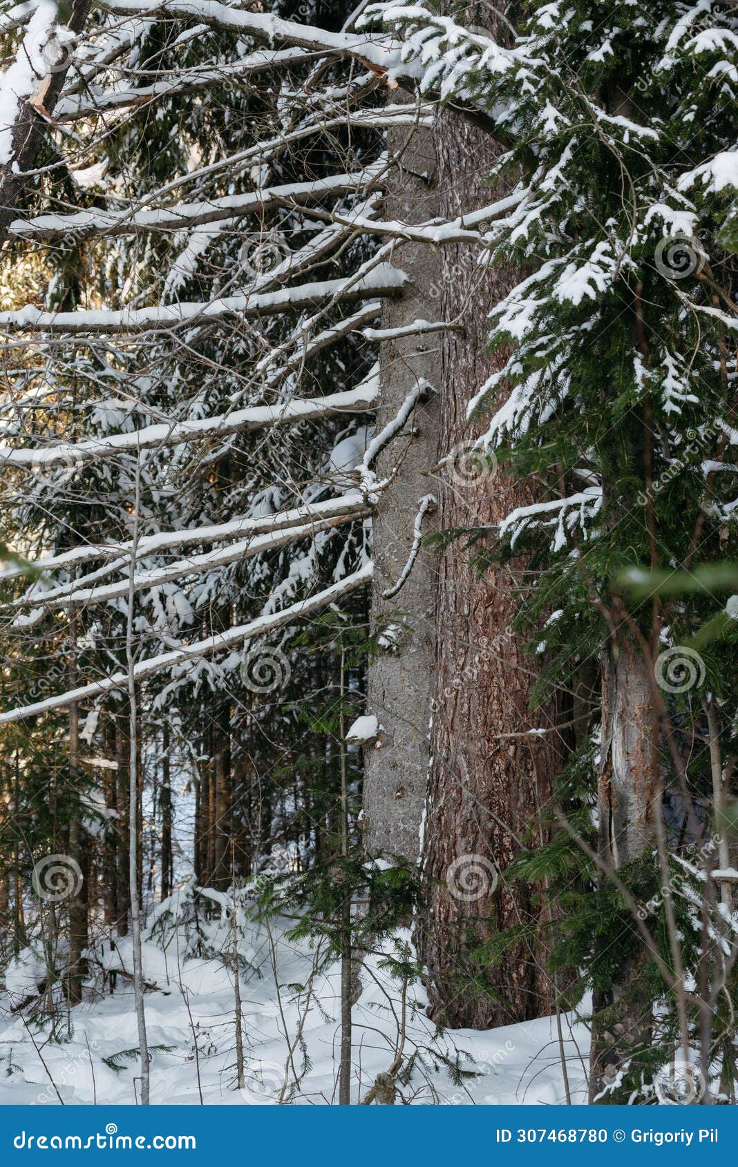 Two Trees Growing from the Same Place and Fused with Roots and Branches ...