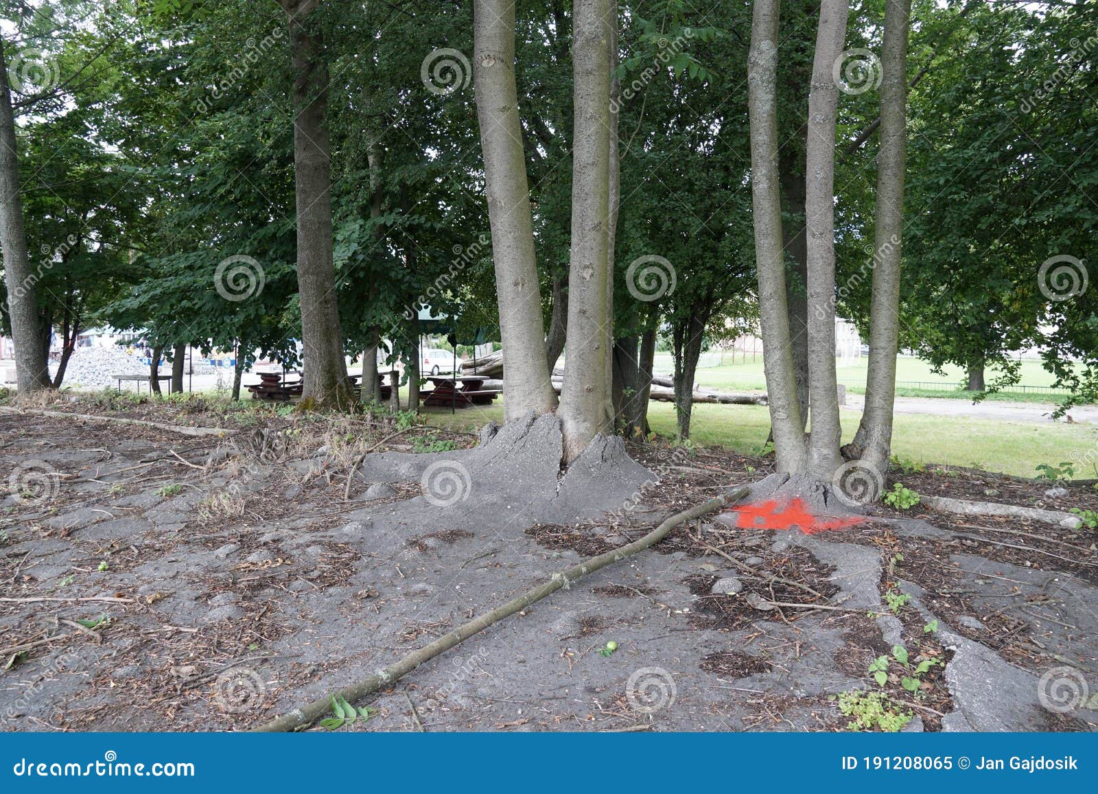Two Trees Growing In A Sidewalk Covered By Bitumen Or Asphalt. The ...