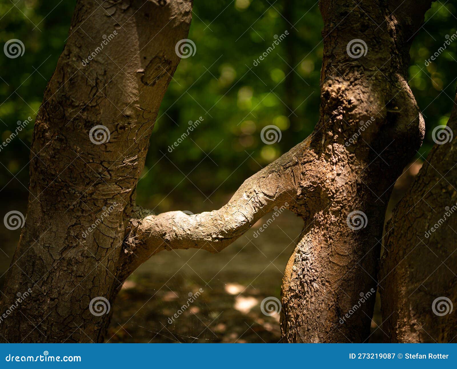 Two Trees Grown Together in a Forest Stock Image - Image of detail ...