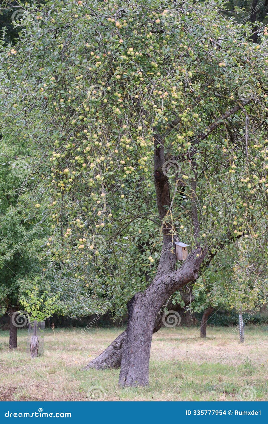 Crossed stock photo. Image of overgrown, trees, yellow - 335777954
