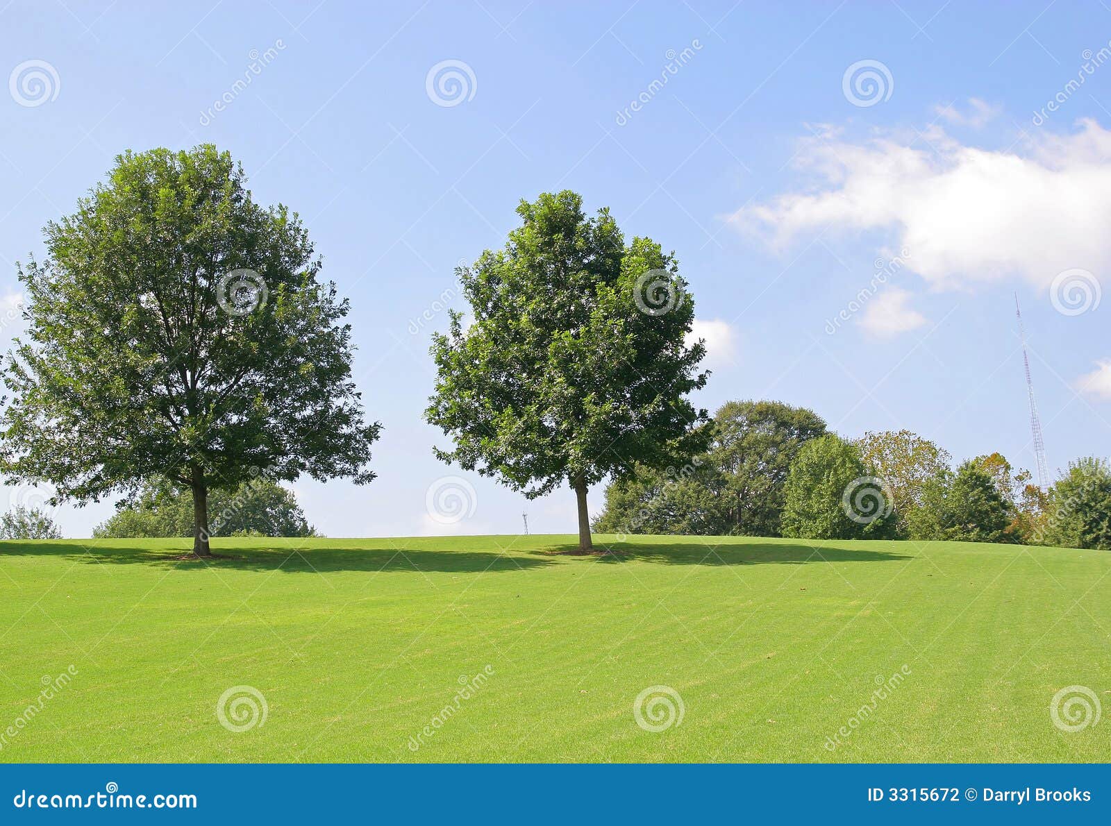 Two Trees on Hill stock photo. Image of rural, green, summer - 3315672