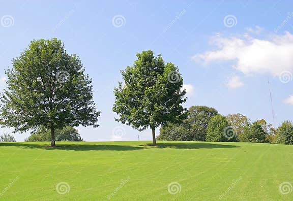 Two Trees on Hill stock photo. Image of rural, green, summer - 3315672