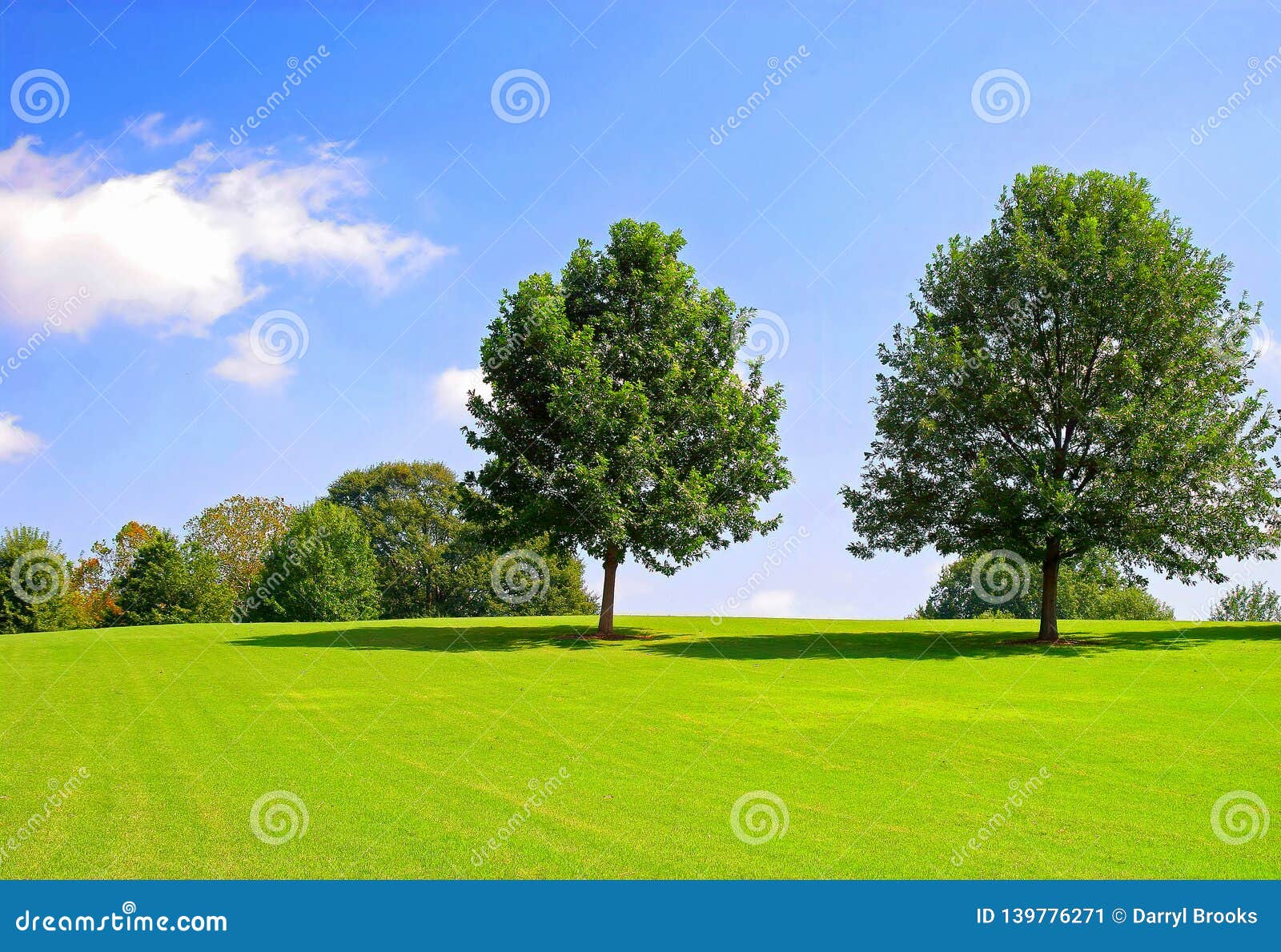 Two Trees on Hill stock image. Image of tree, summer - 139776271