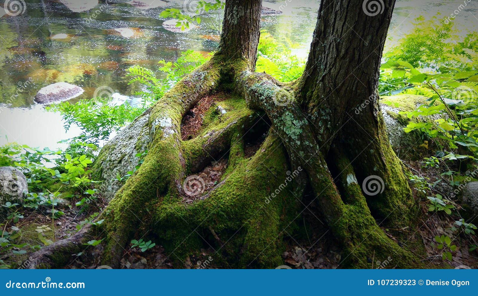 Two trees hugging stock image. Image of love, river - 107239323