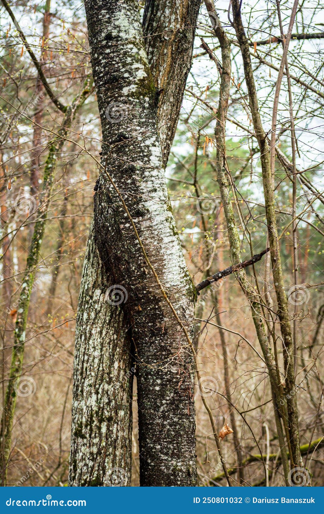 Two Trees Intertwined in the Spring Forest Stock Photo - Image of ...