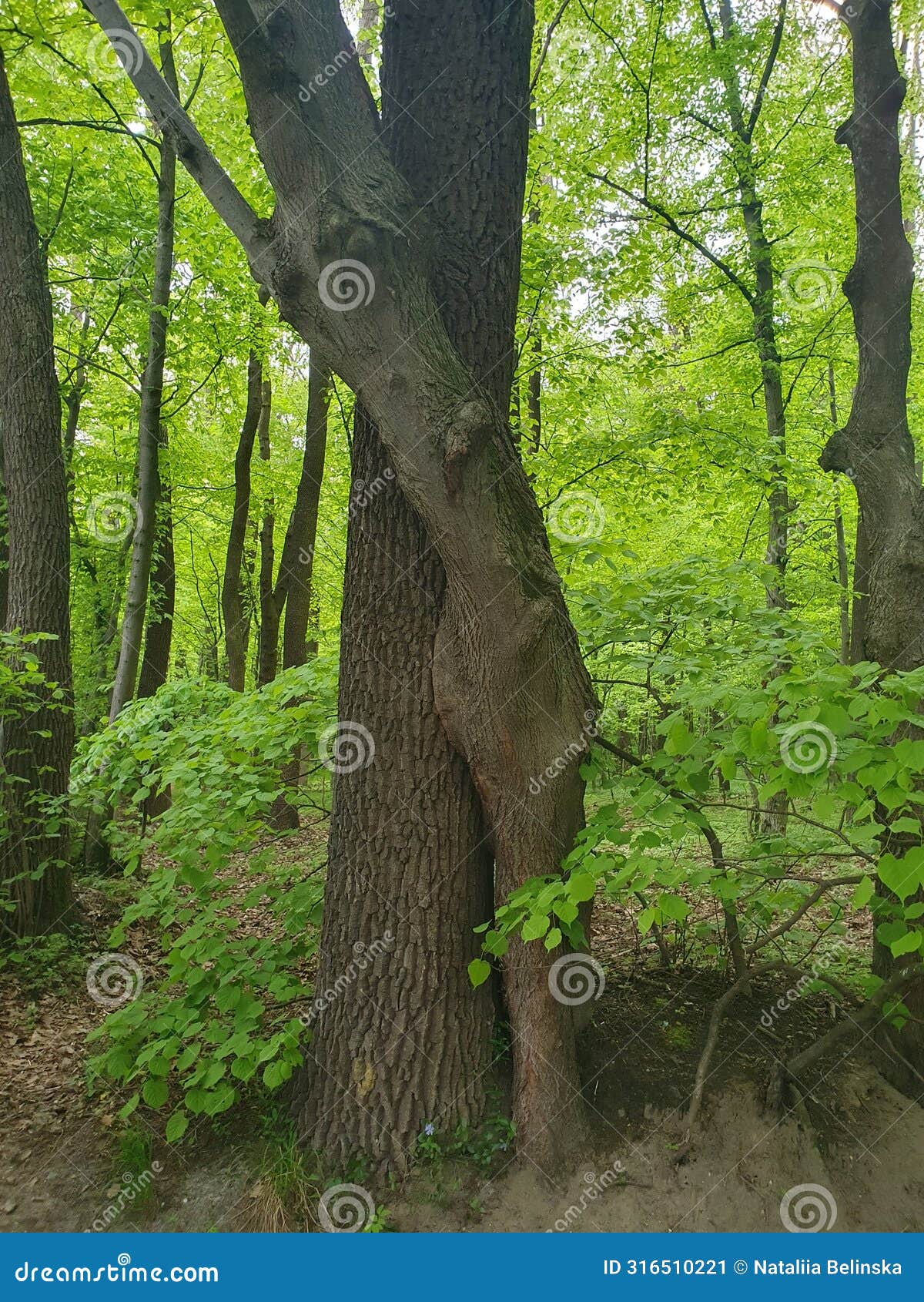 Two Trees Intertwined Together, Deciduous Green Forest Stock Image ...