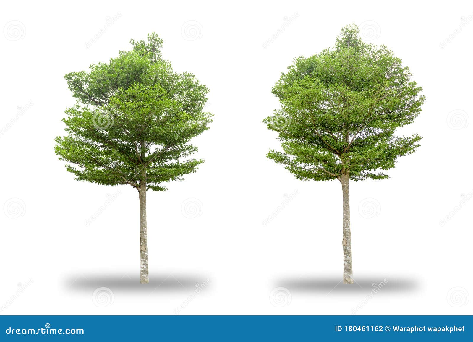 Two Trees on a Isolated White Background Stock Photo - Image of ...