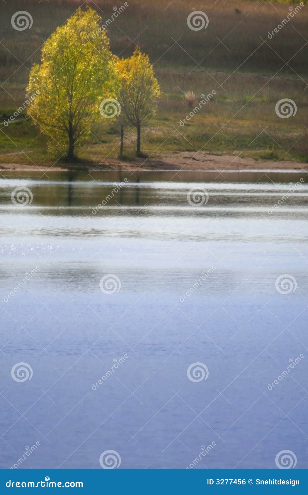Two Trees by the Lake stock photo. Image of brush, landscape - 3277456