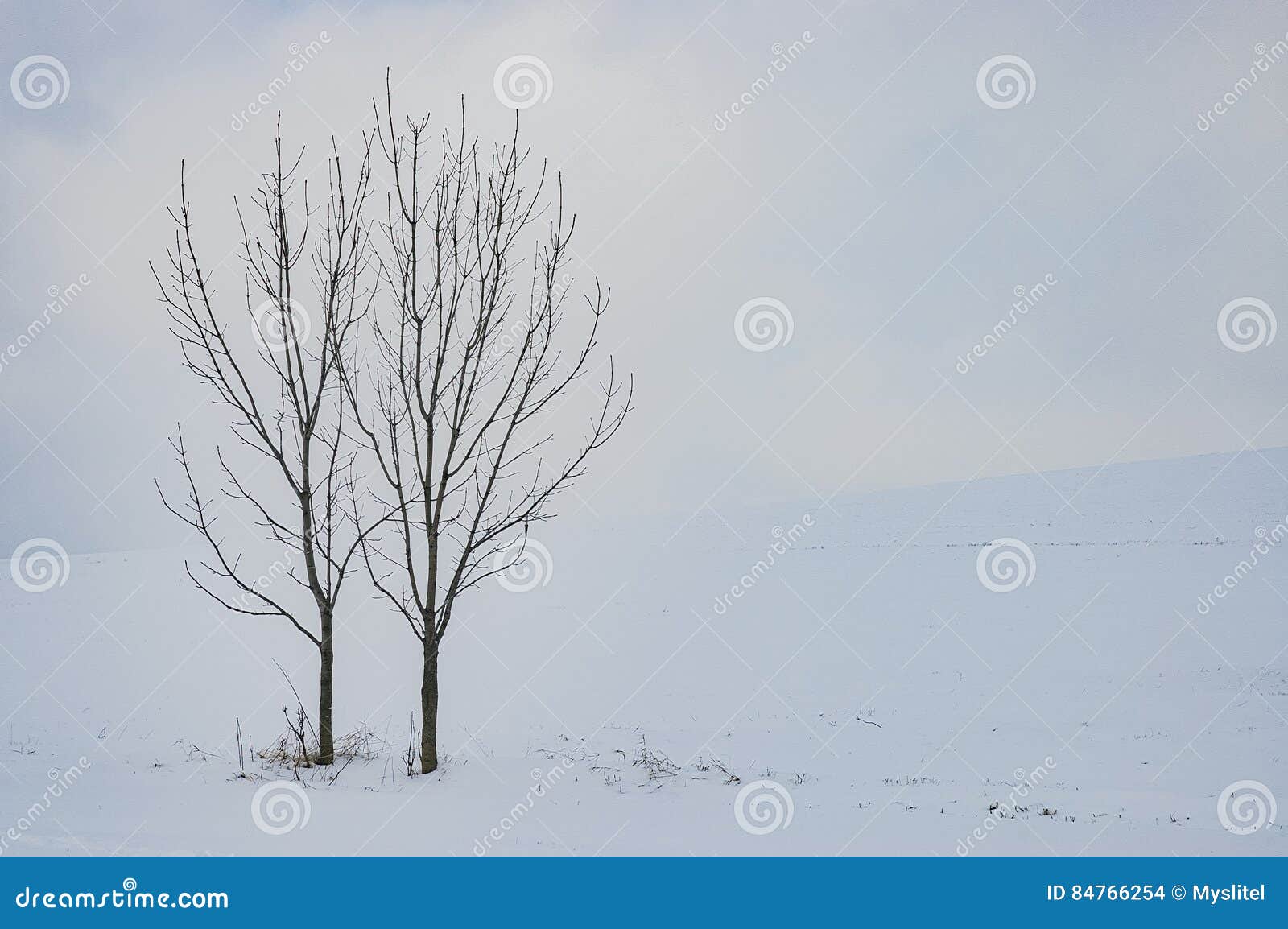 Two trees in the landscape stock photo. Image of scene - 84766254