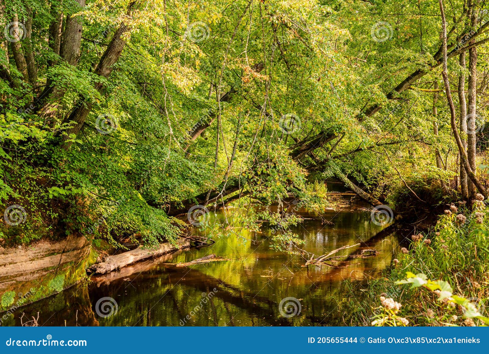 Two Trees Leaning Over a Small River Stock Photo - Image of environment ...