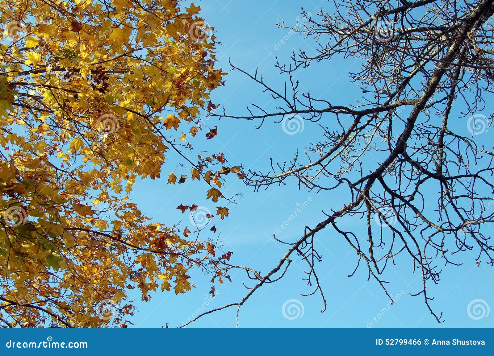 Two trees stock photo. Image of live, crown, autumn, background - 52799466