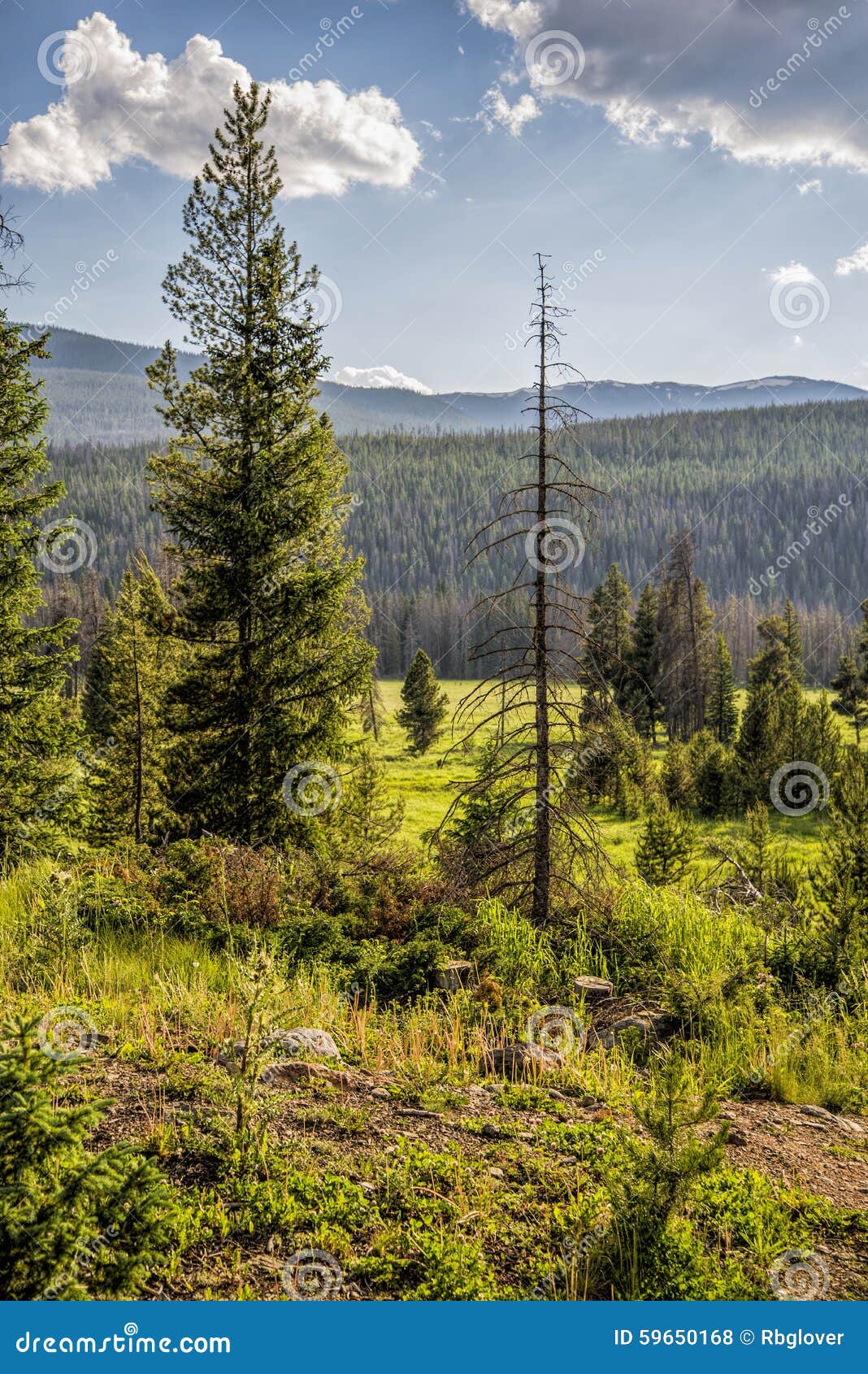 Two Trees - the Living and the Dead Stock Photo - Image of rocky ...
