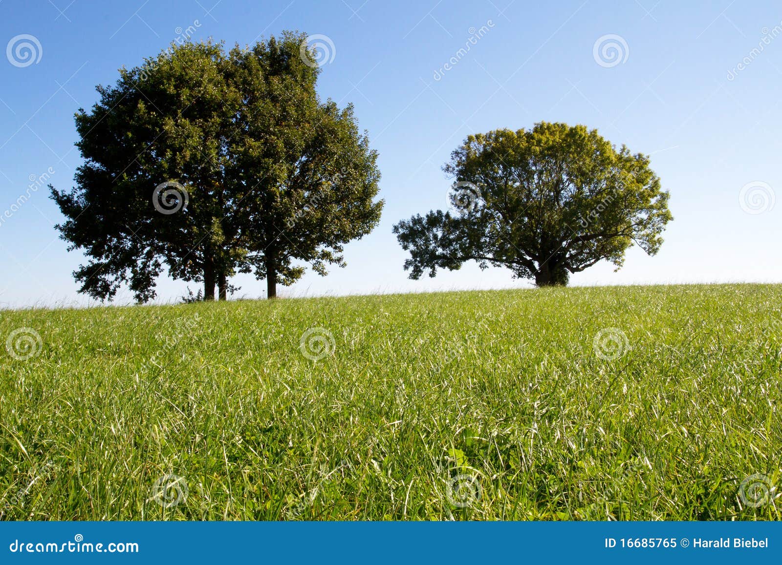 Two trees on a meadow stock image. Image of bavaria, harvest - 16685765