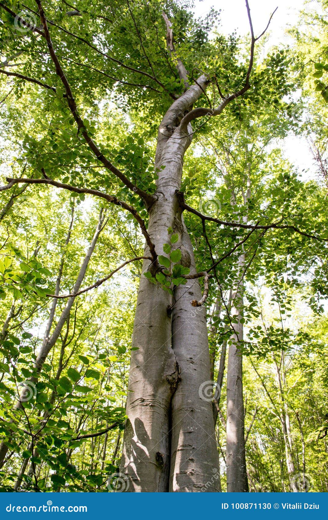 Two trees merged stock photo. Image of silent, quiet - 100871130