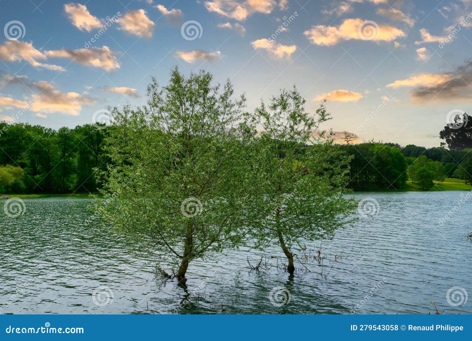 Two Trees in the Middle of Lake Stock Photo - Image of view, scene ...