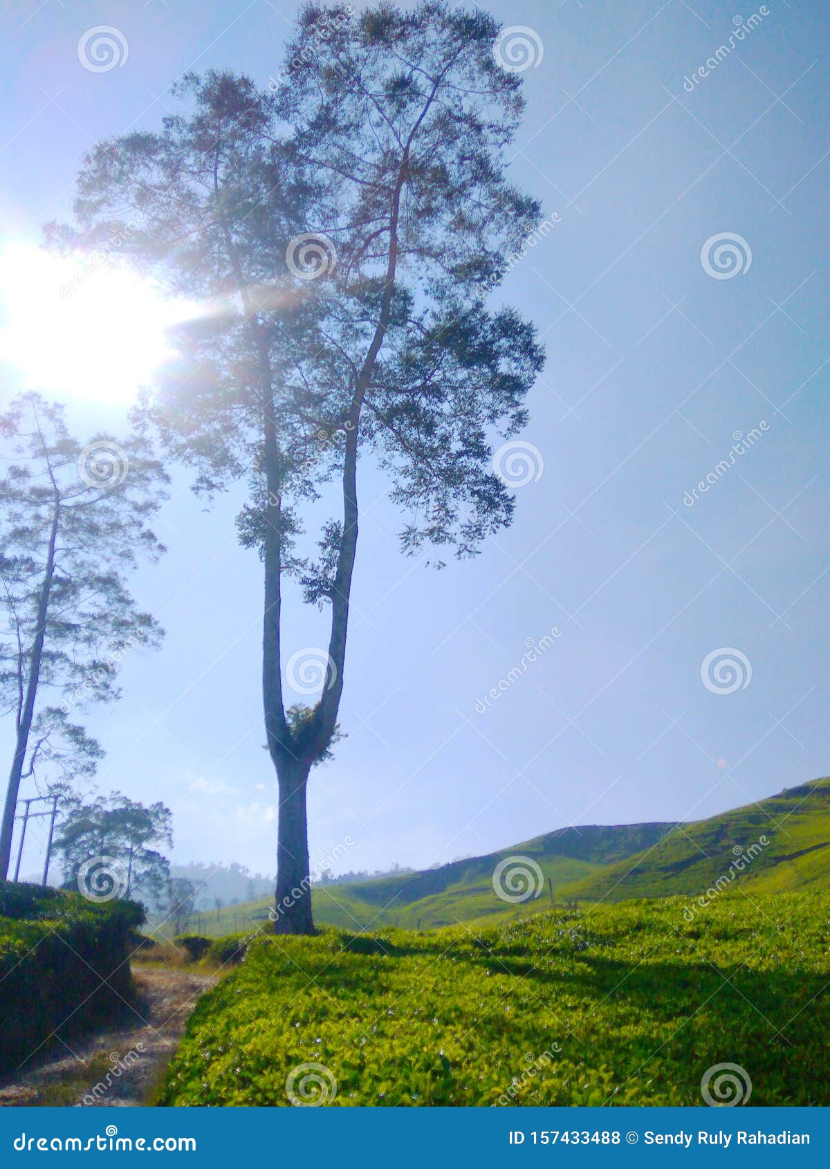 Two Trees in the Middle of a Tea Garden Stock Photo - Image of trees ...