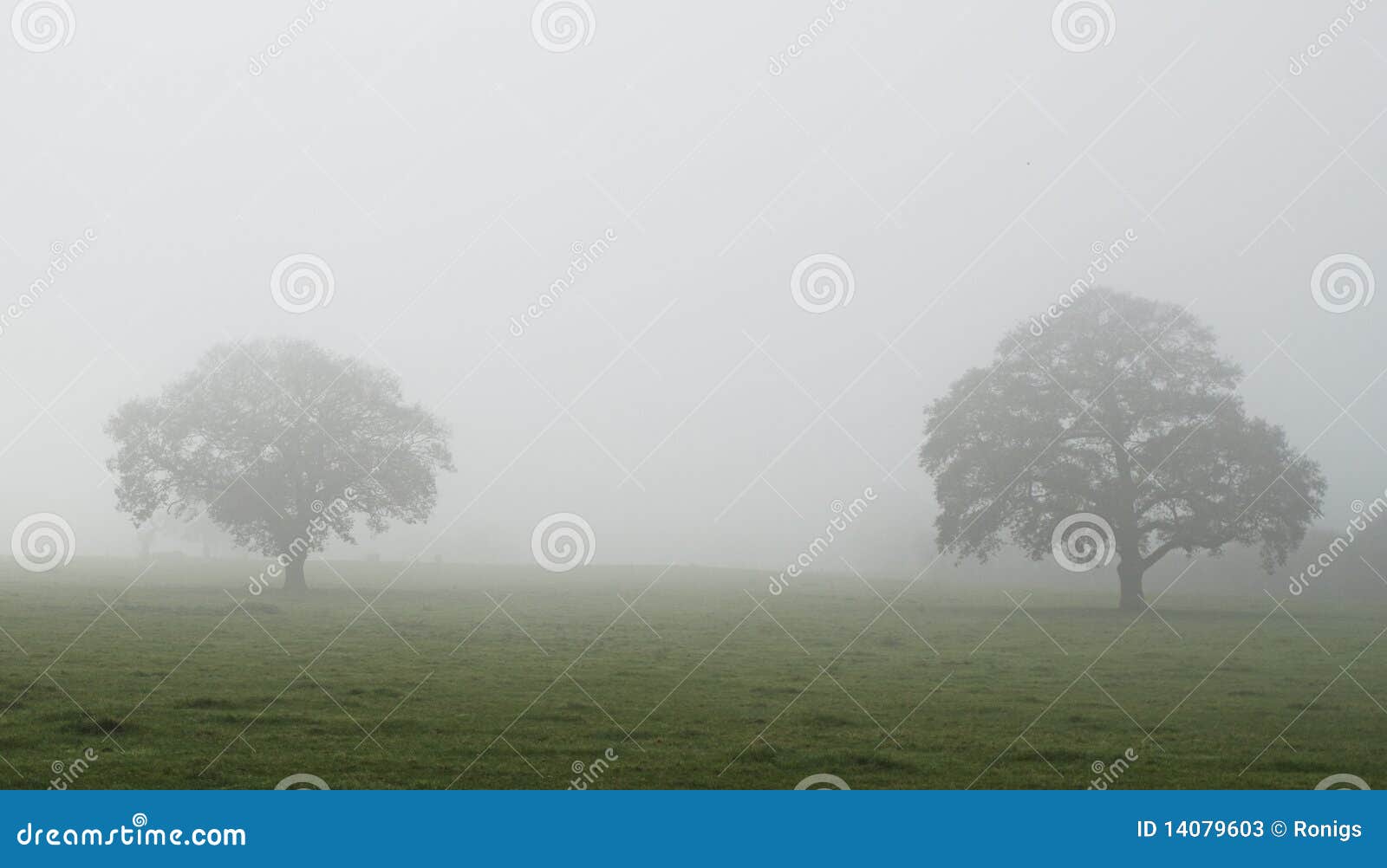 Two trees in the mist stock image. Image of farm, field - 14079603