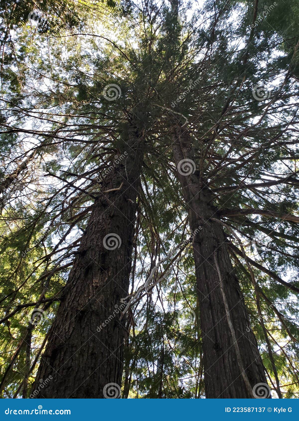 Two Trees National PNW Forest Stock Image - Image of trees, tree: 223587137