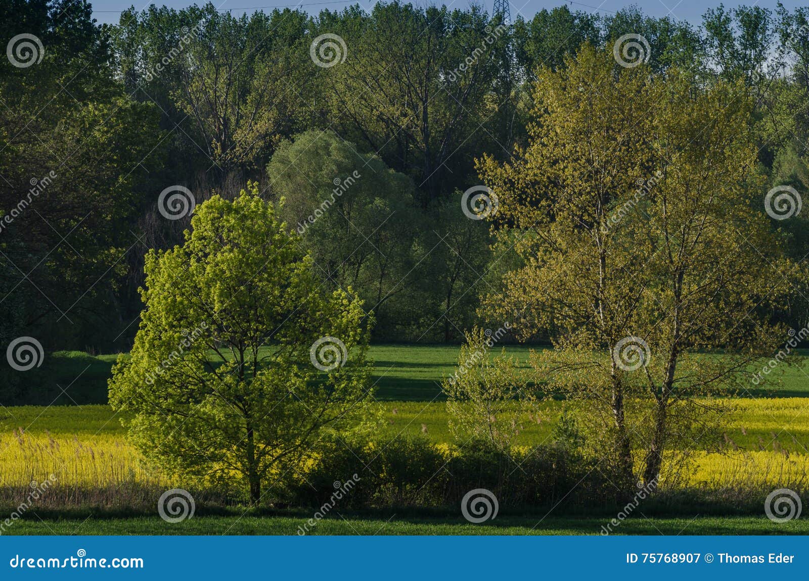 Two trees in the nature stock image. Image of green, season - 75768907