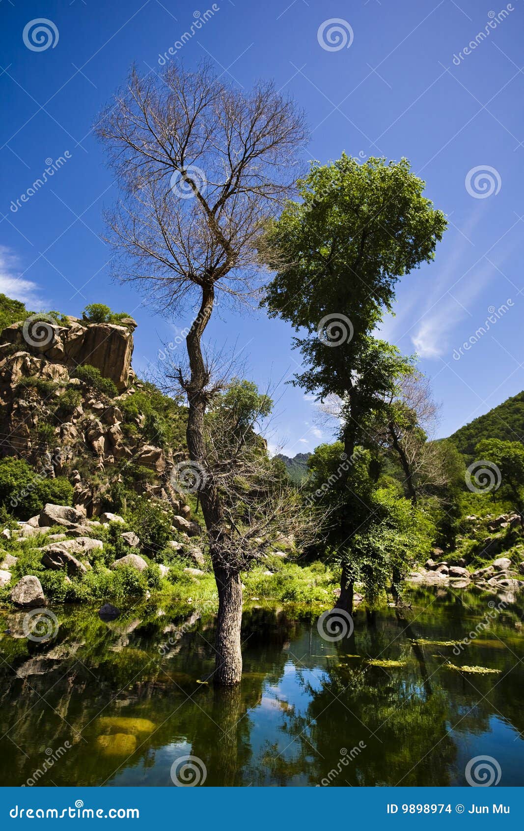 Two trees near lake stock photo. Image of trees, river - 9898974
