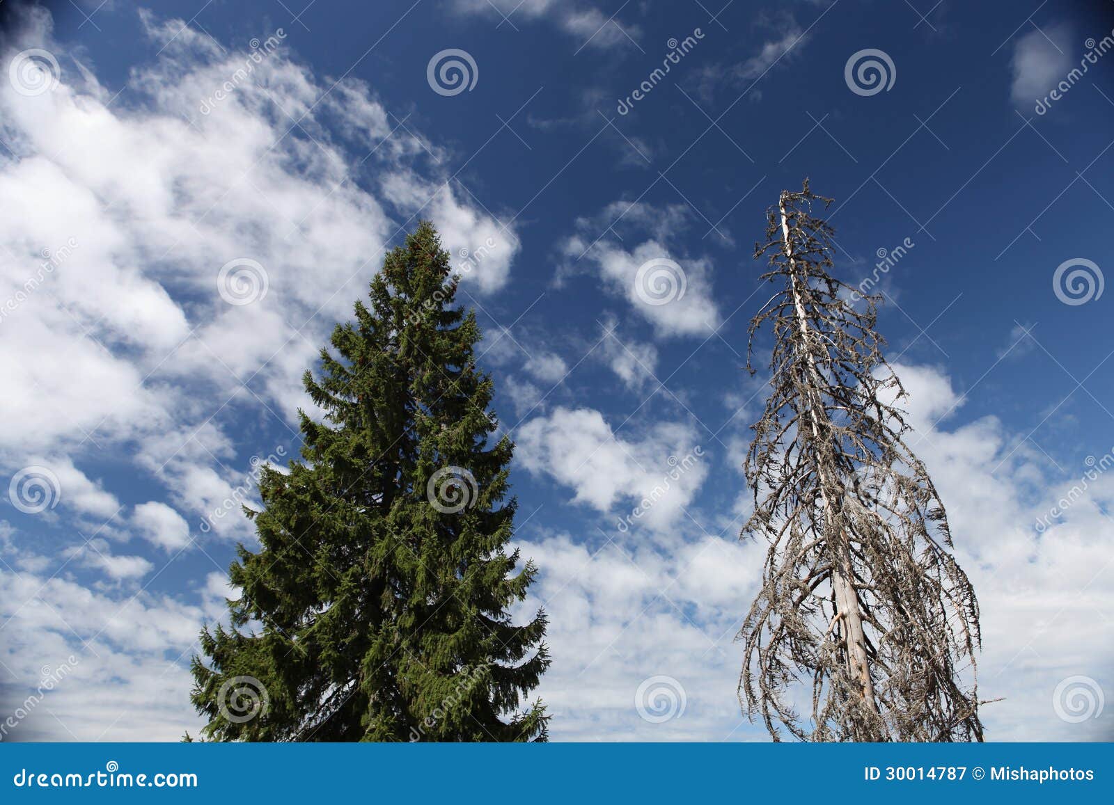 Living and dead tree stock image. Image of clouds, tree - 30014787