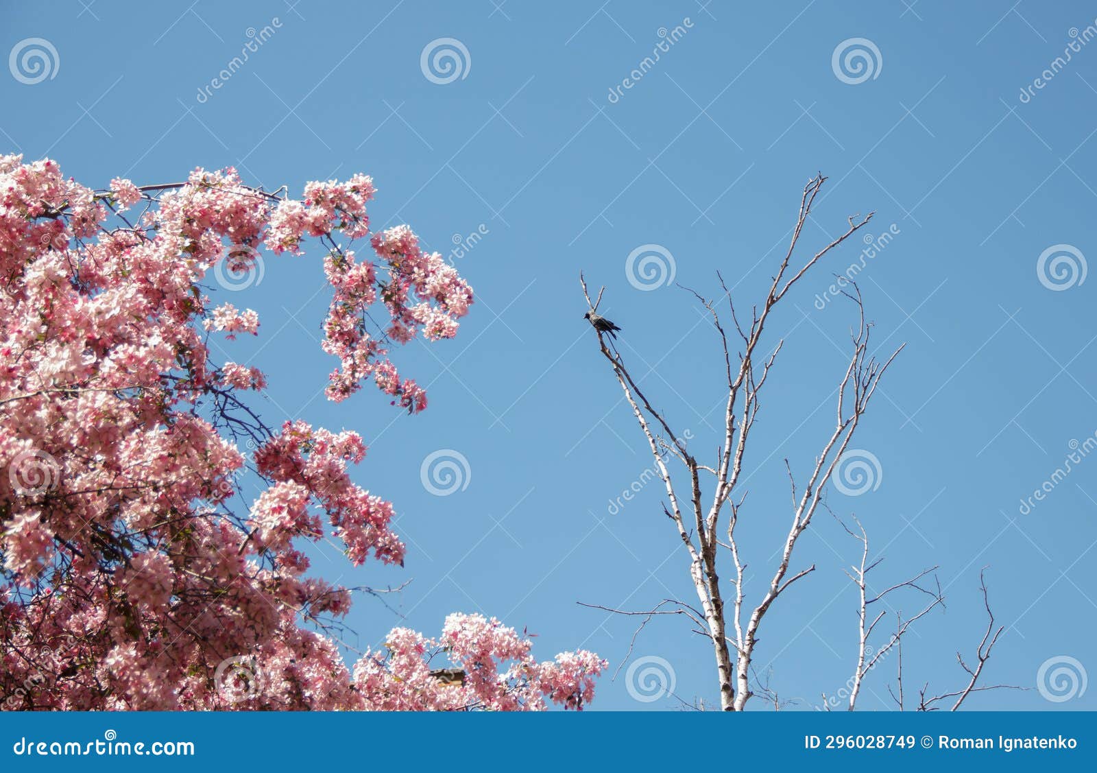 Two Trees One Blooming and the Other with Withered Branches on Which ...
