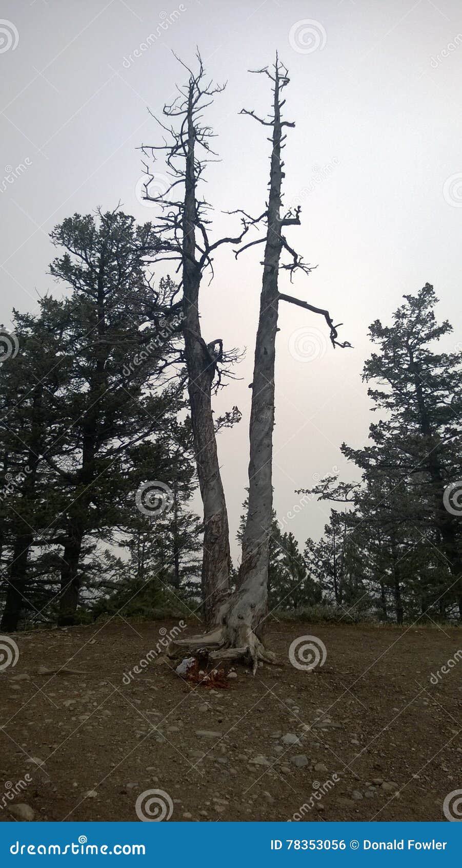 Two trees in one stock photo. Image of hike, forest, head - 78353056