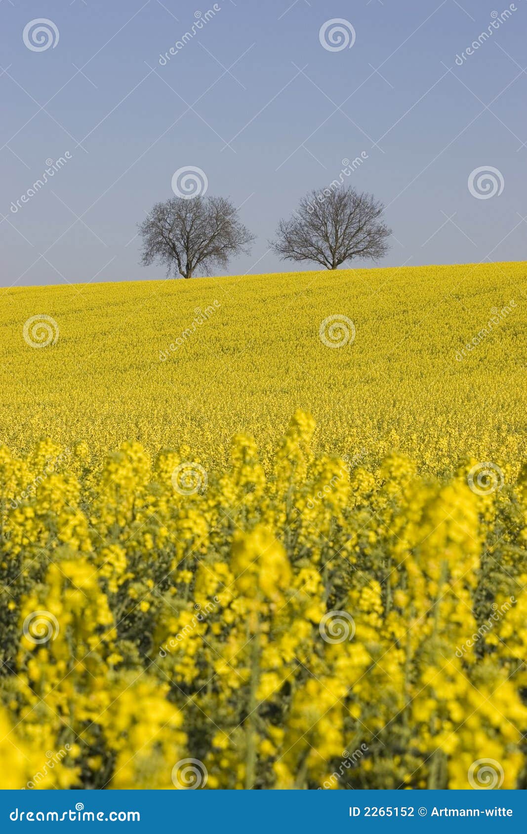Two trees and rapeseed stock photo. Image of green, rural - 2265152
