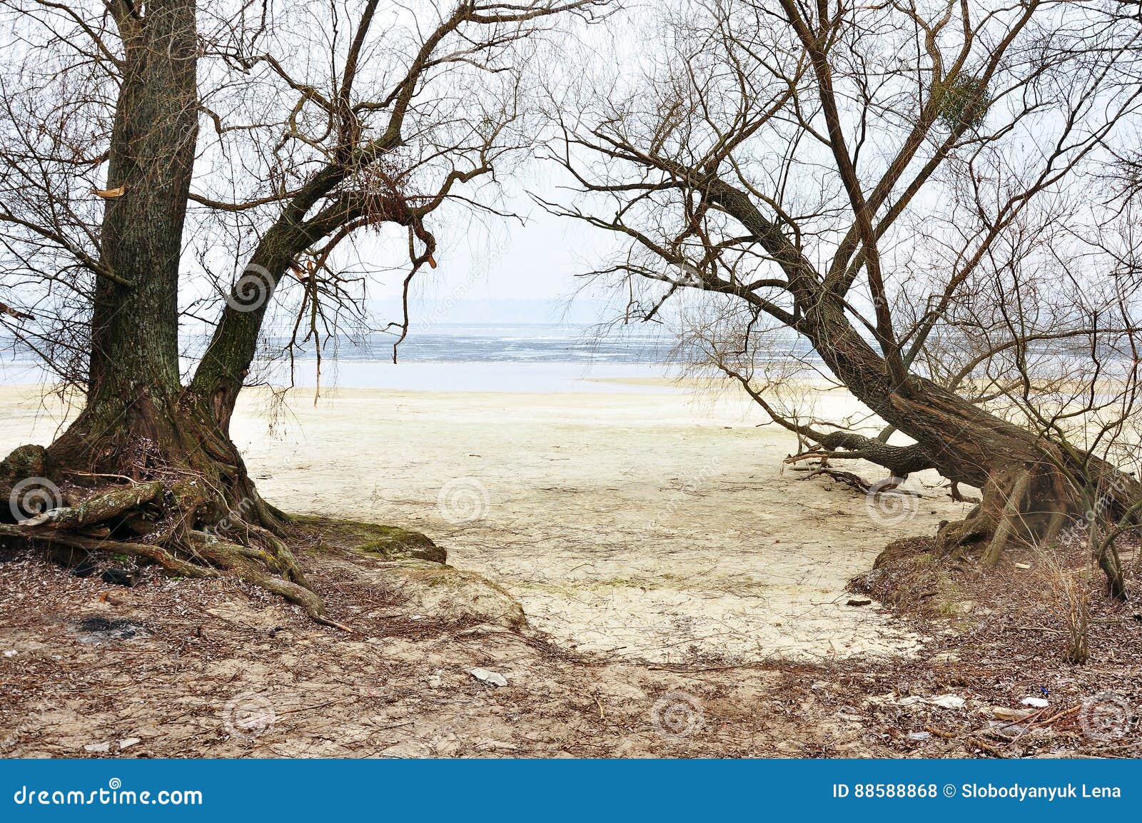 Two trees with roots stock photo. Image of plants, ecology - 88588868