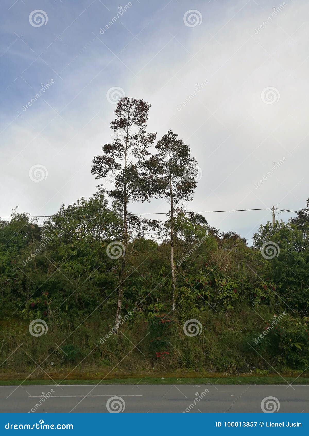 Two trees beside a road stock image. Image of tree, view - 100013857