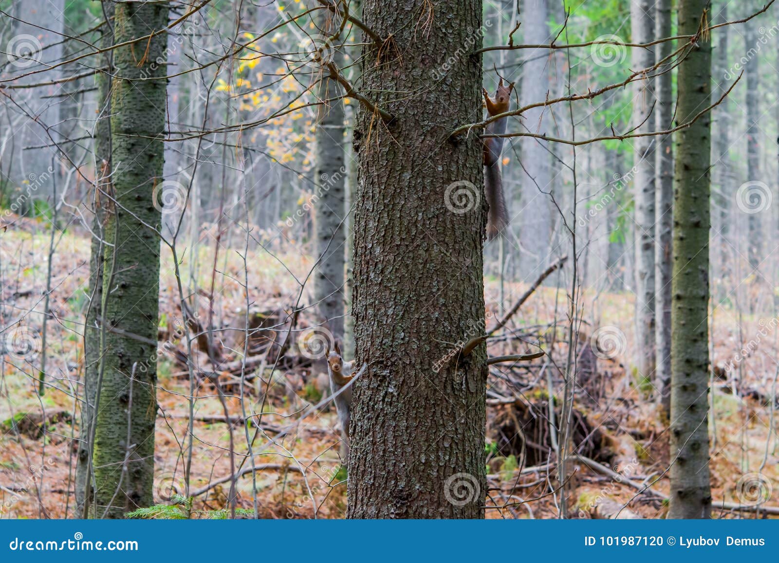 Two Trees Sit on the Trunk of a Big Old Spruce Tree Stock Photo - Image ...