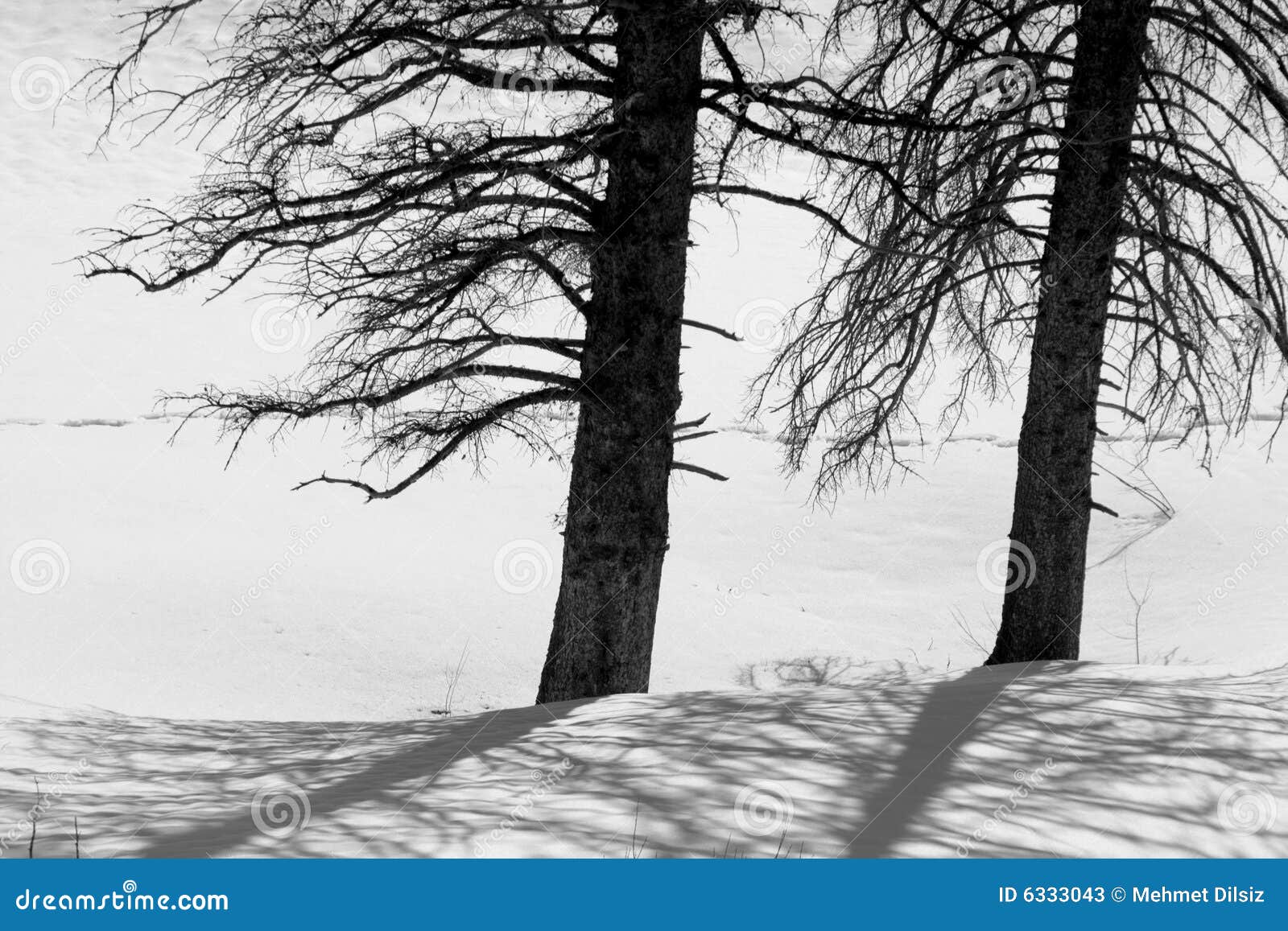 Two Trees in the Snow stock image. Image of season, solitude - 6333043