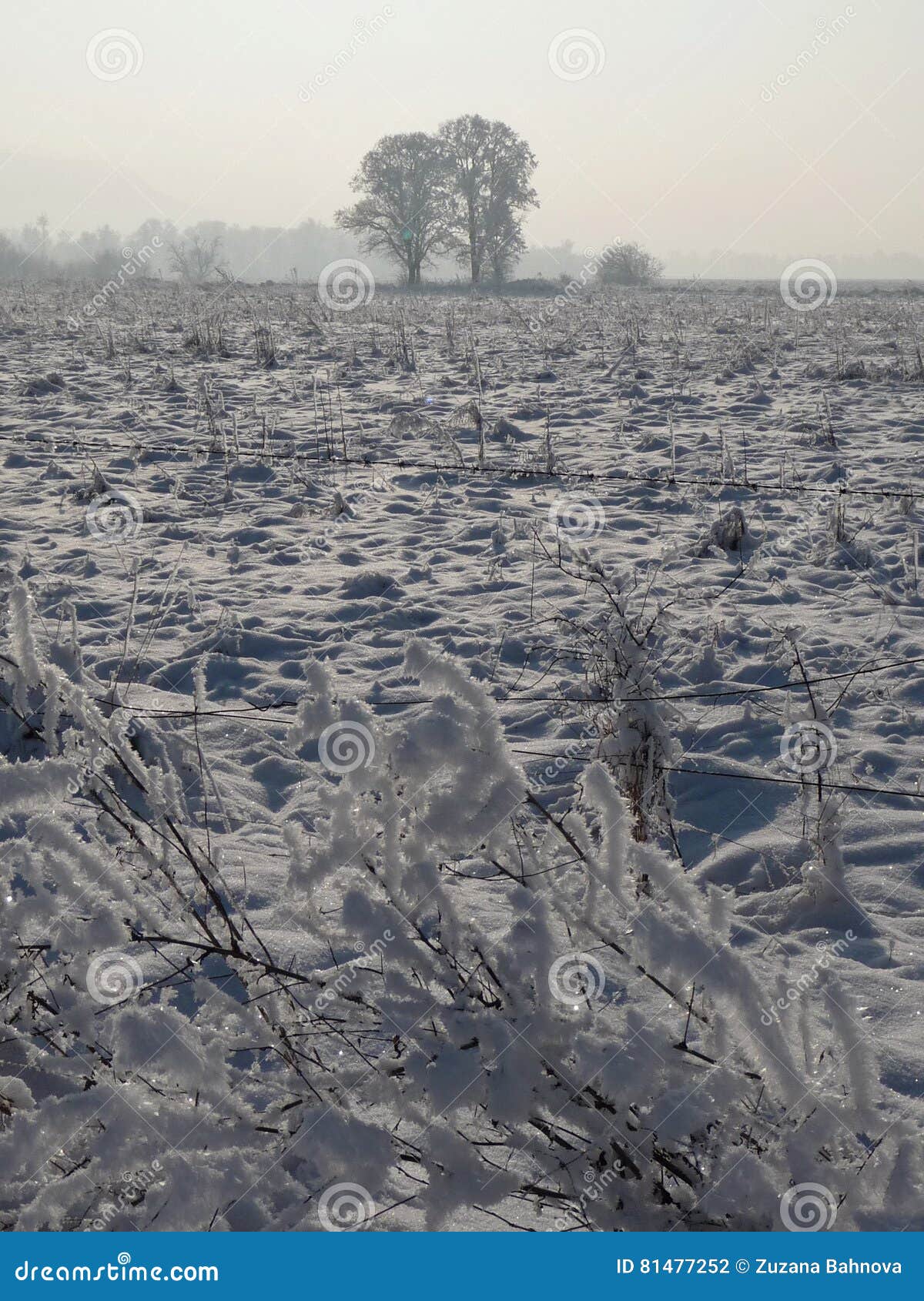 Two trees on snowy field stock photo. Image of snow, trees - 81477252