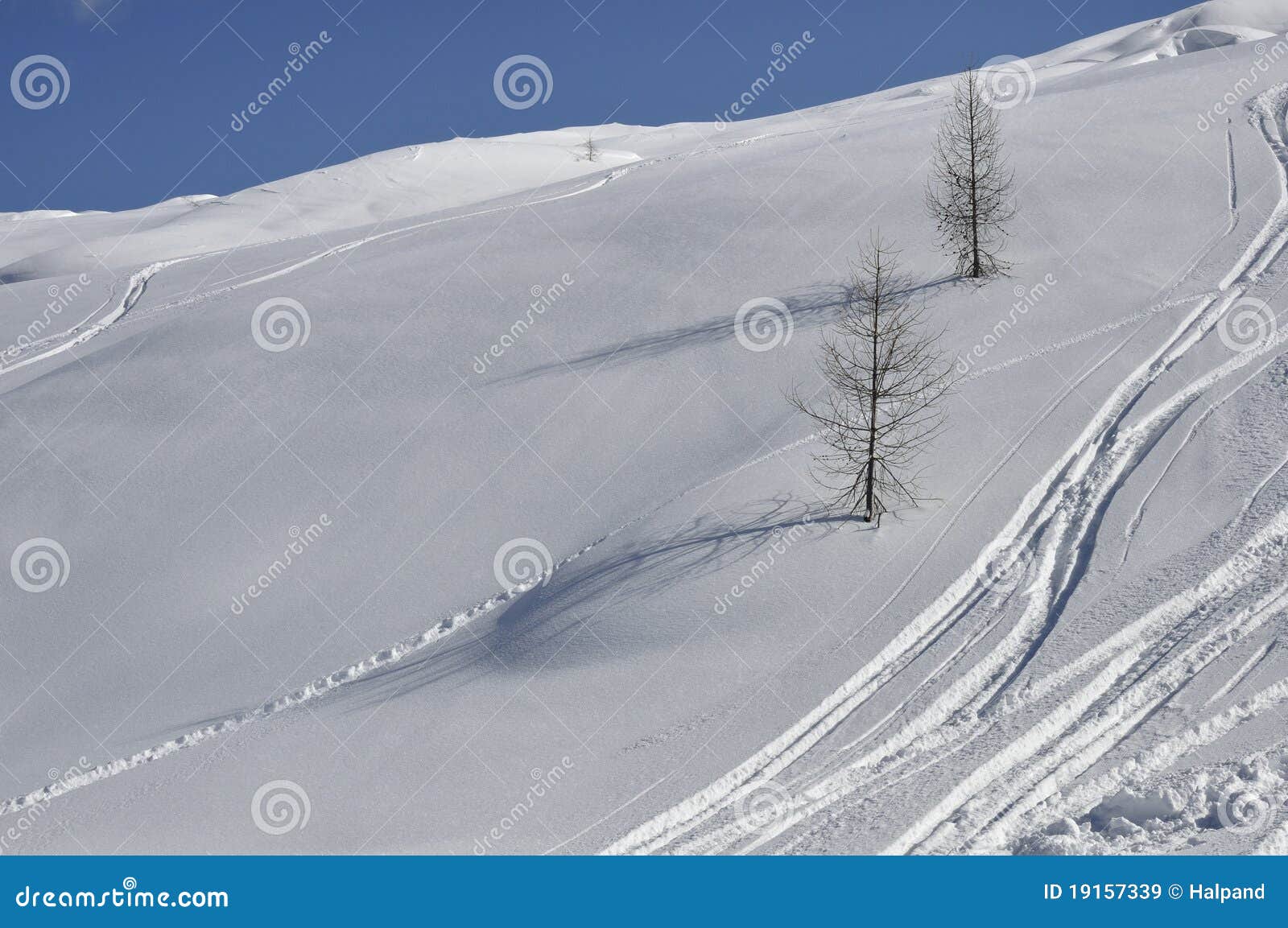 Two trees on snowy slope stock image. Image of horizontal - 19157339