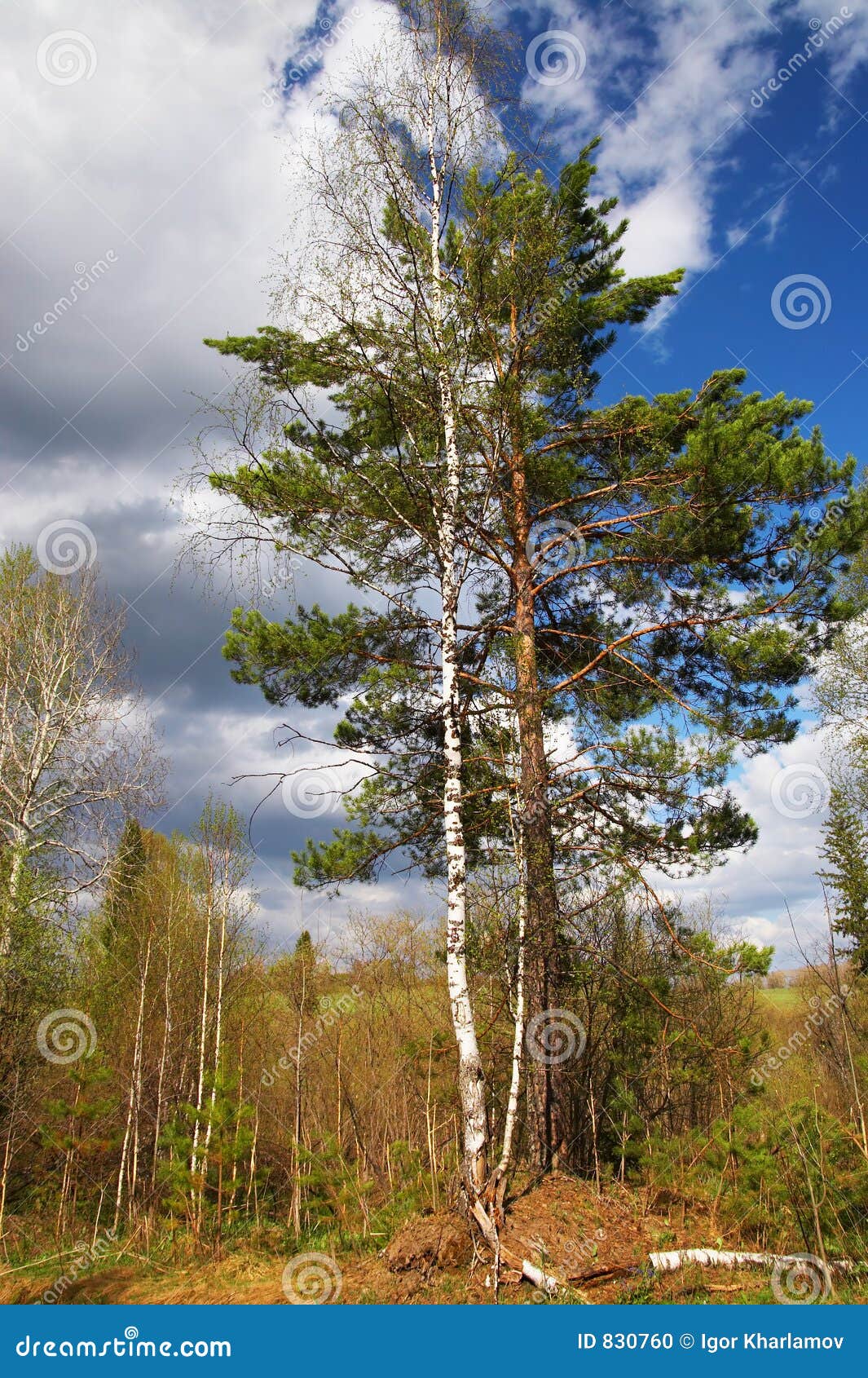 Two Trees in the Spring Woods Stock Photo - Image of birch, white: 830760