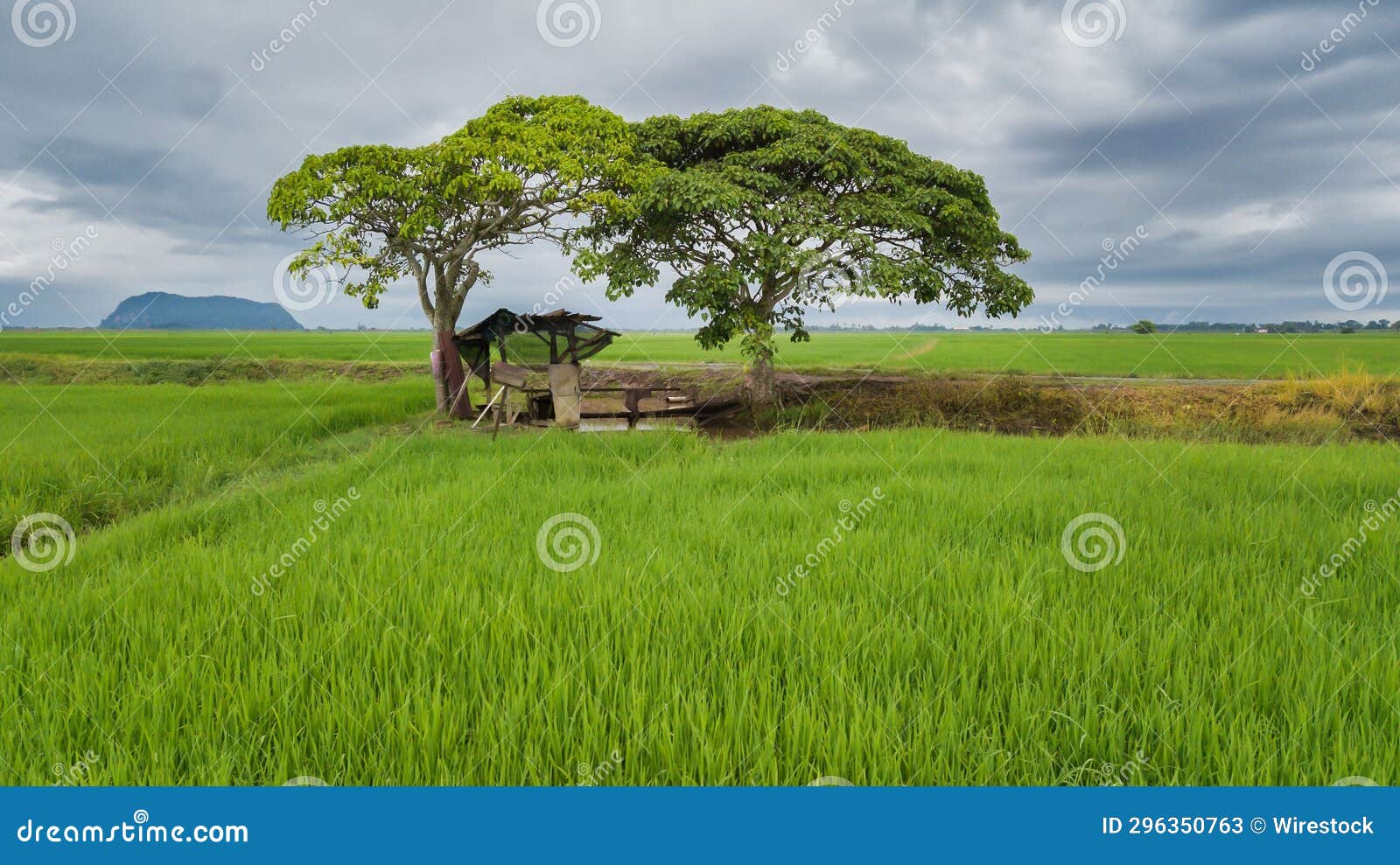 Two Trees in the Middle of an Open Field with Green Grass Stock Image ...