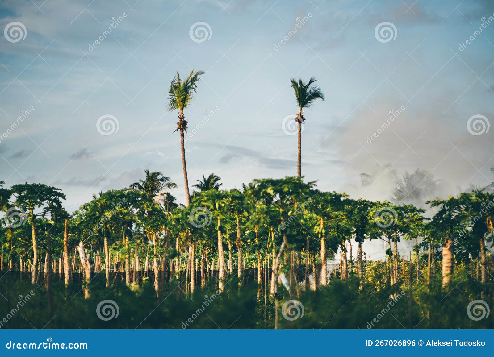 Two Trees Stand Out in the Field Stock Photo - Image of harvest ...