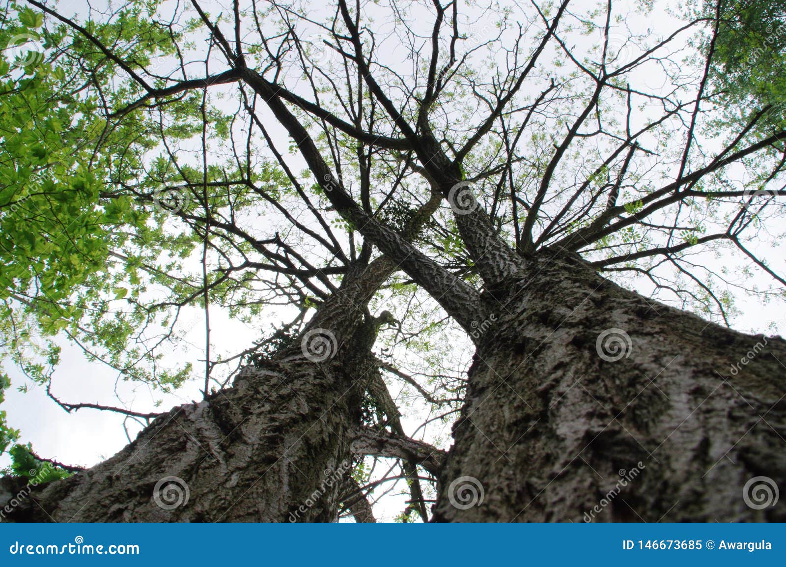 Two trees stock image. Image of bark, concept, trunk - 146673685
