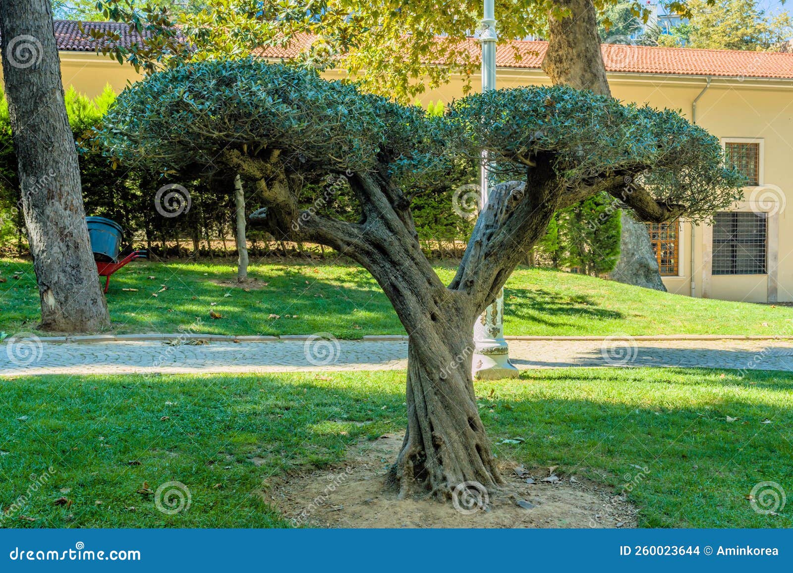 Two trees twisted together stock photo. Image of form - 260023644