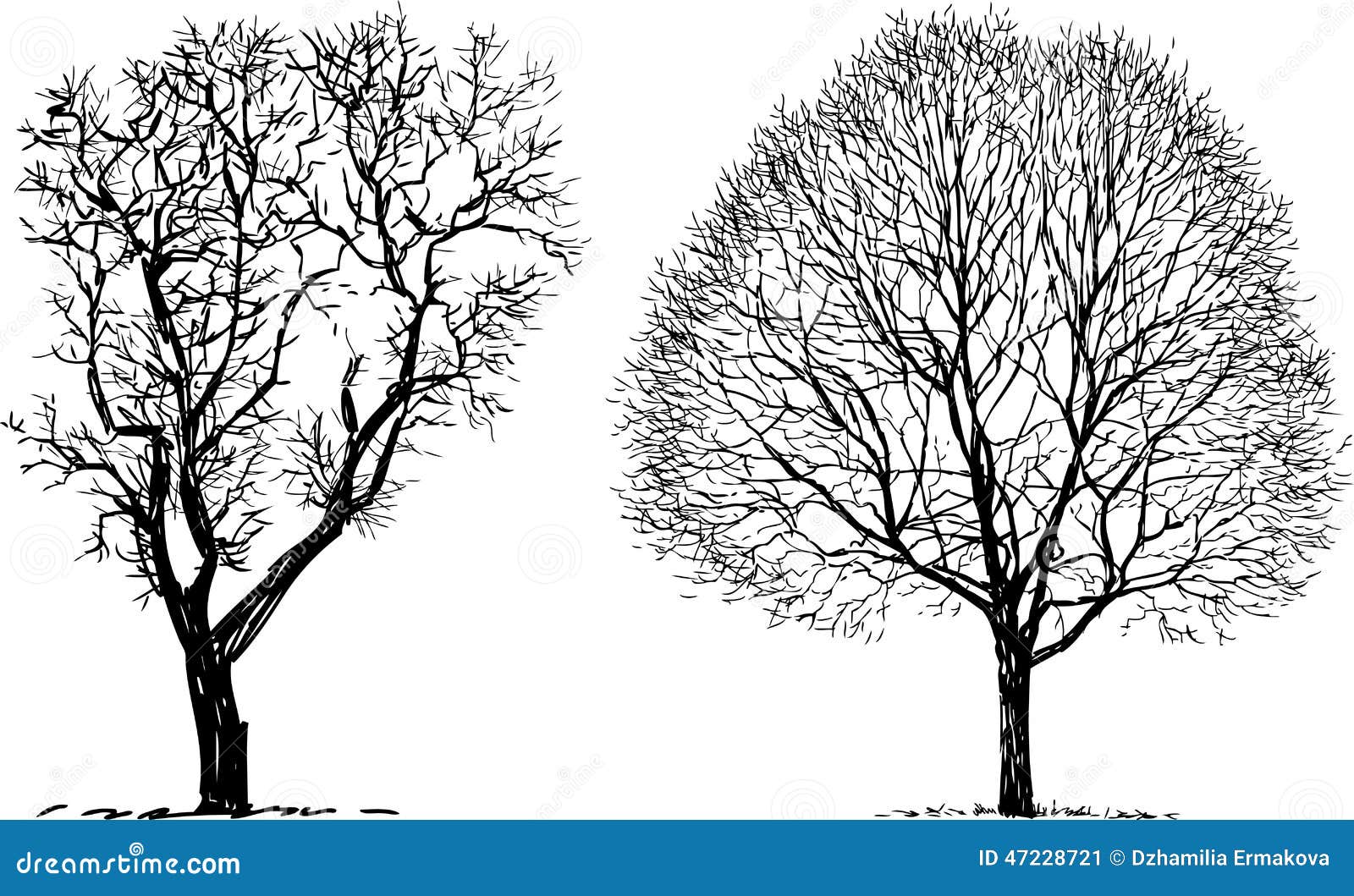 Two trees stock vector. Illustration of drawn, white - 47228721