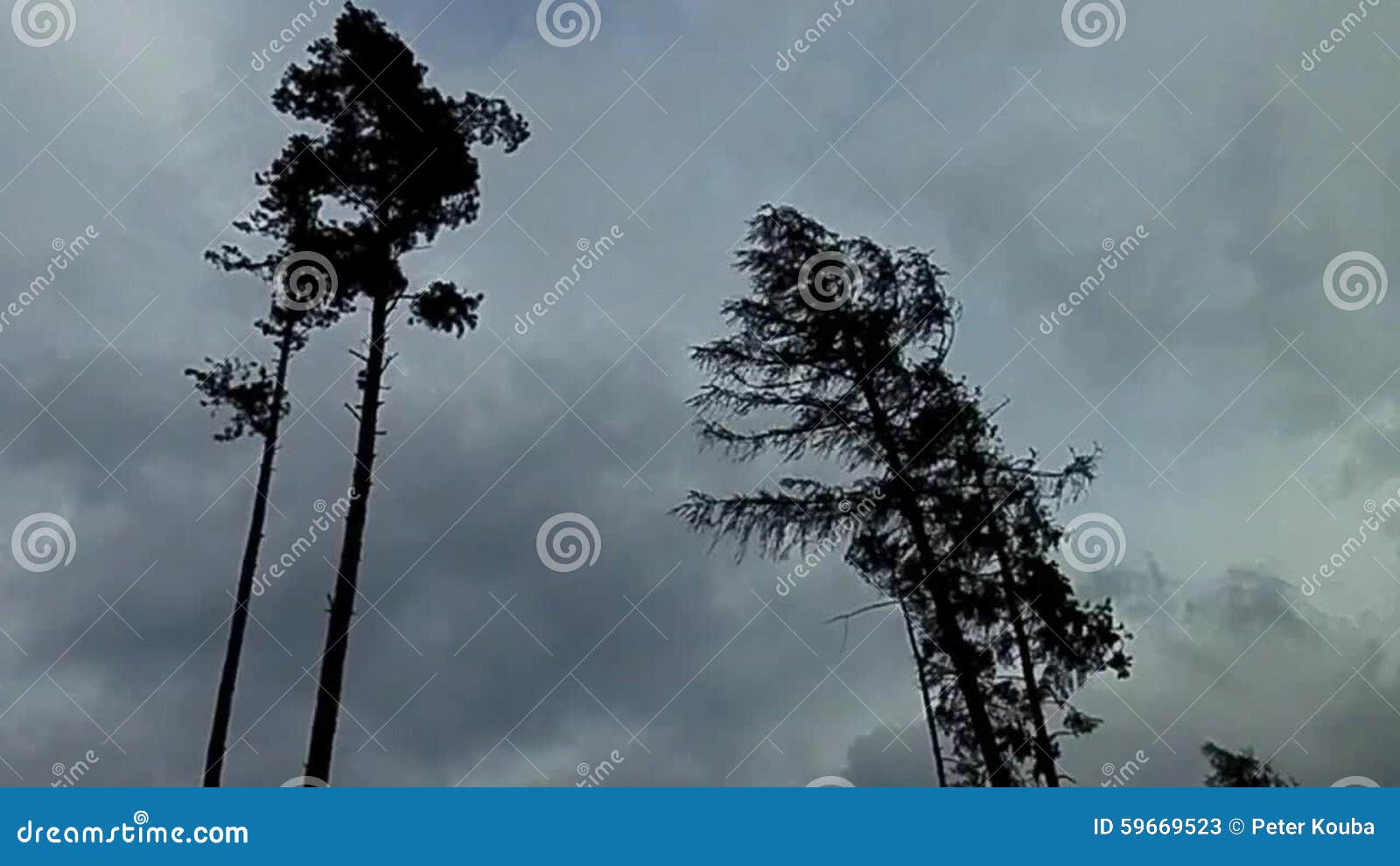 Two Trees Waving in the Wind Stock Video - Video of waving, mountains ...