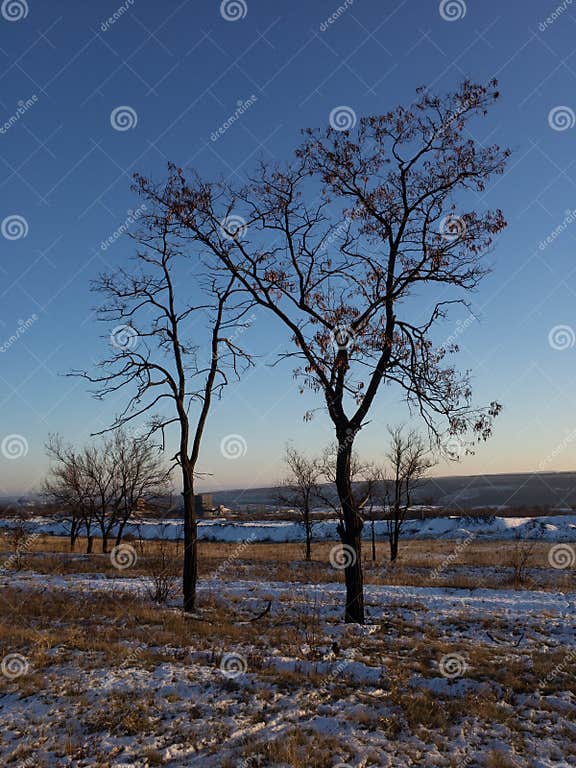 Two trees in winter stock image. Image of sunset, scenic - 132856501