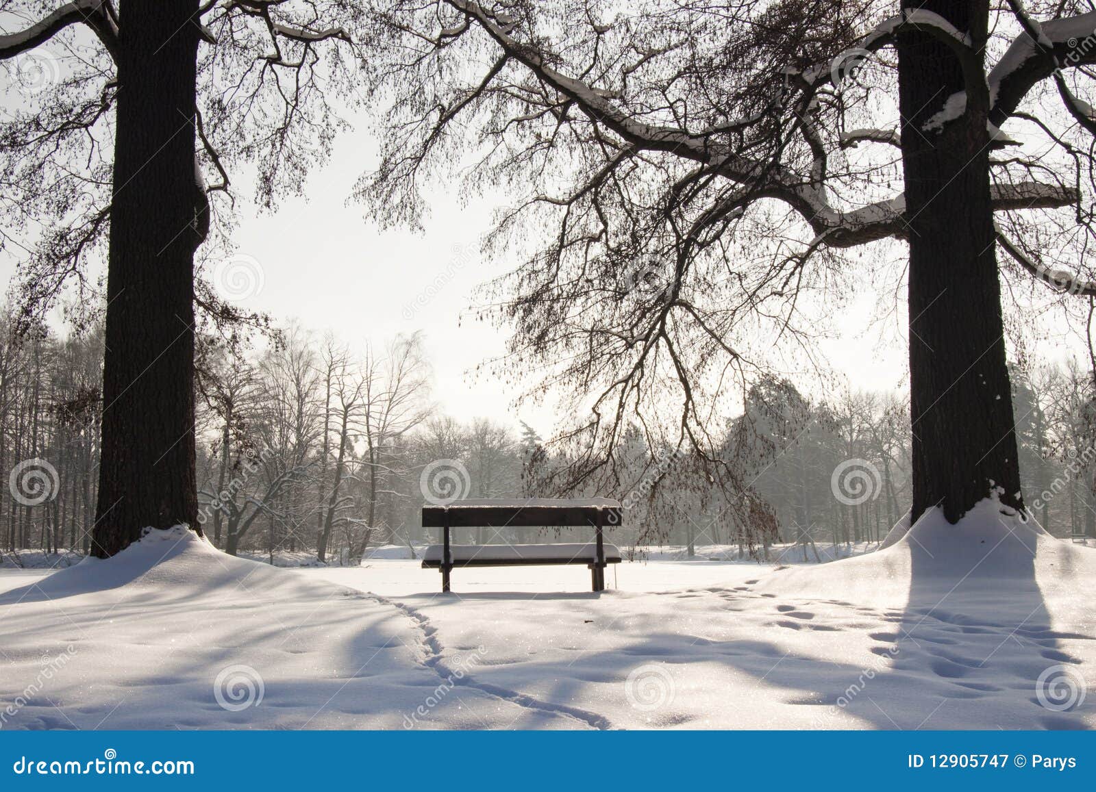 Two trees and wooden banch stock image. Image of cold - 12905747