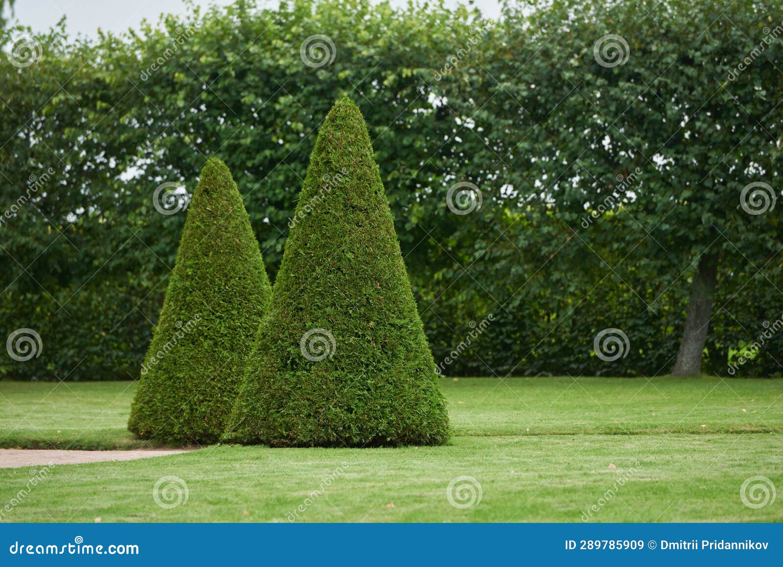 Two Triangle Shaped Thuja in Formal Garden Stock Image - Image of ...
