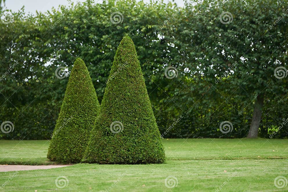 Two Triangle Shaped Thuja in Formal Garden Stock Image - Image of ...