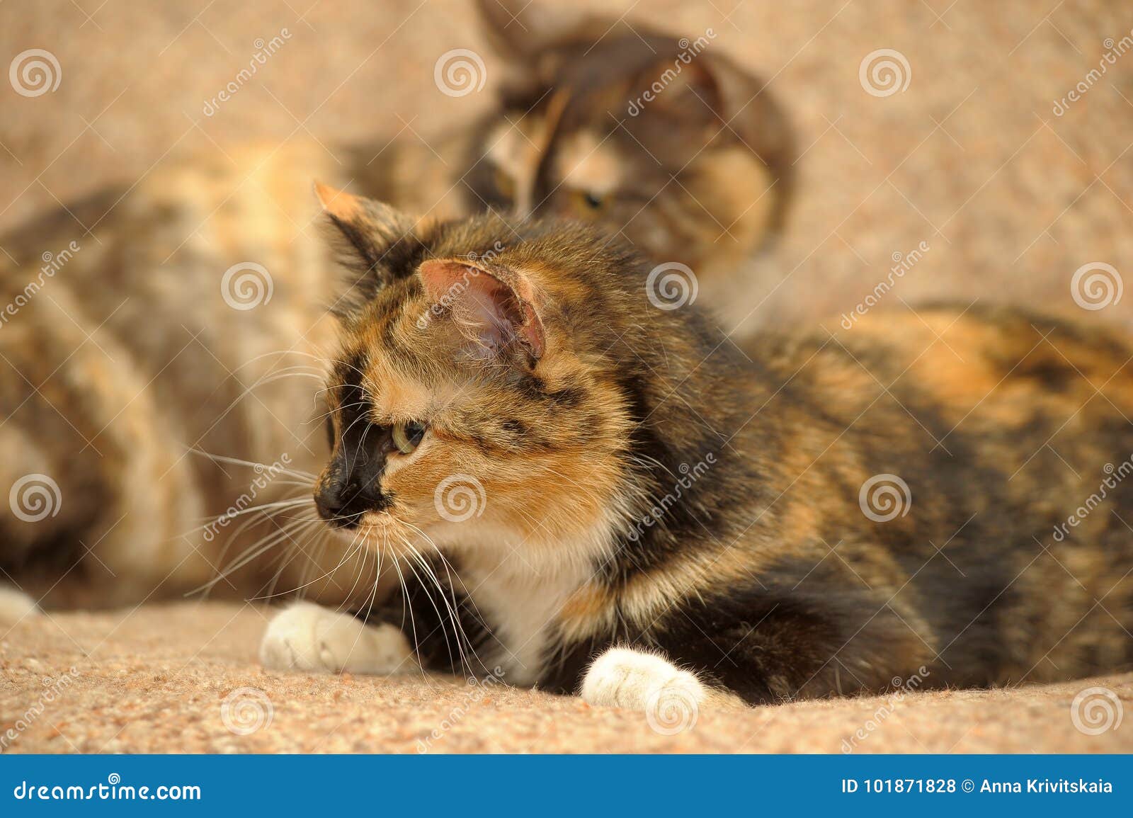 Two tricolor cats stock photo. Image of nose, orange - 101871828