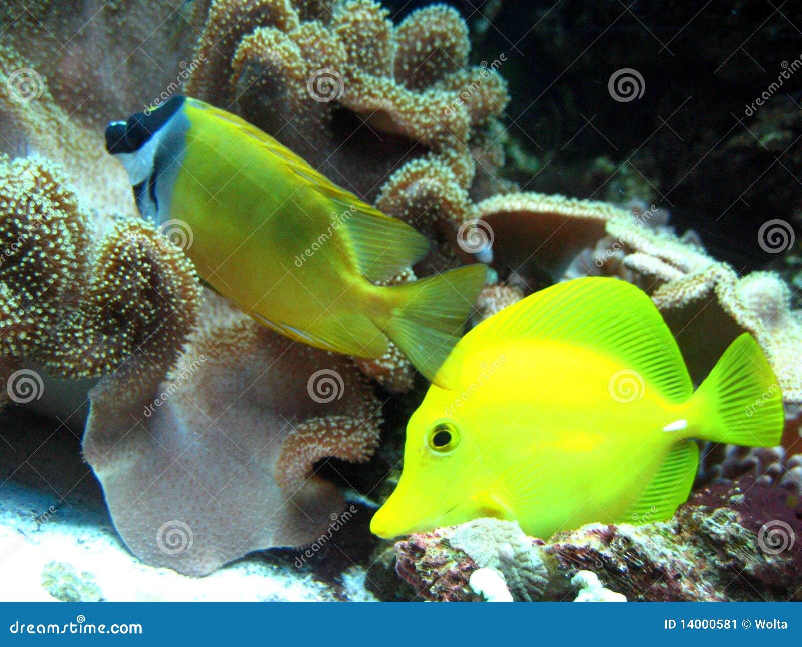 Two tropical fishes stock image. Image of aquarium, bubbles - 14000581