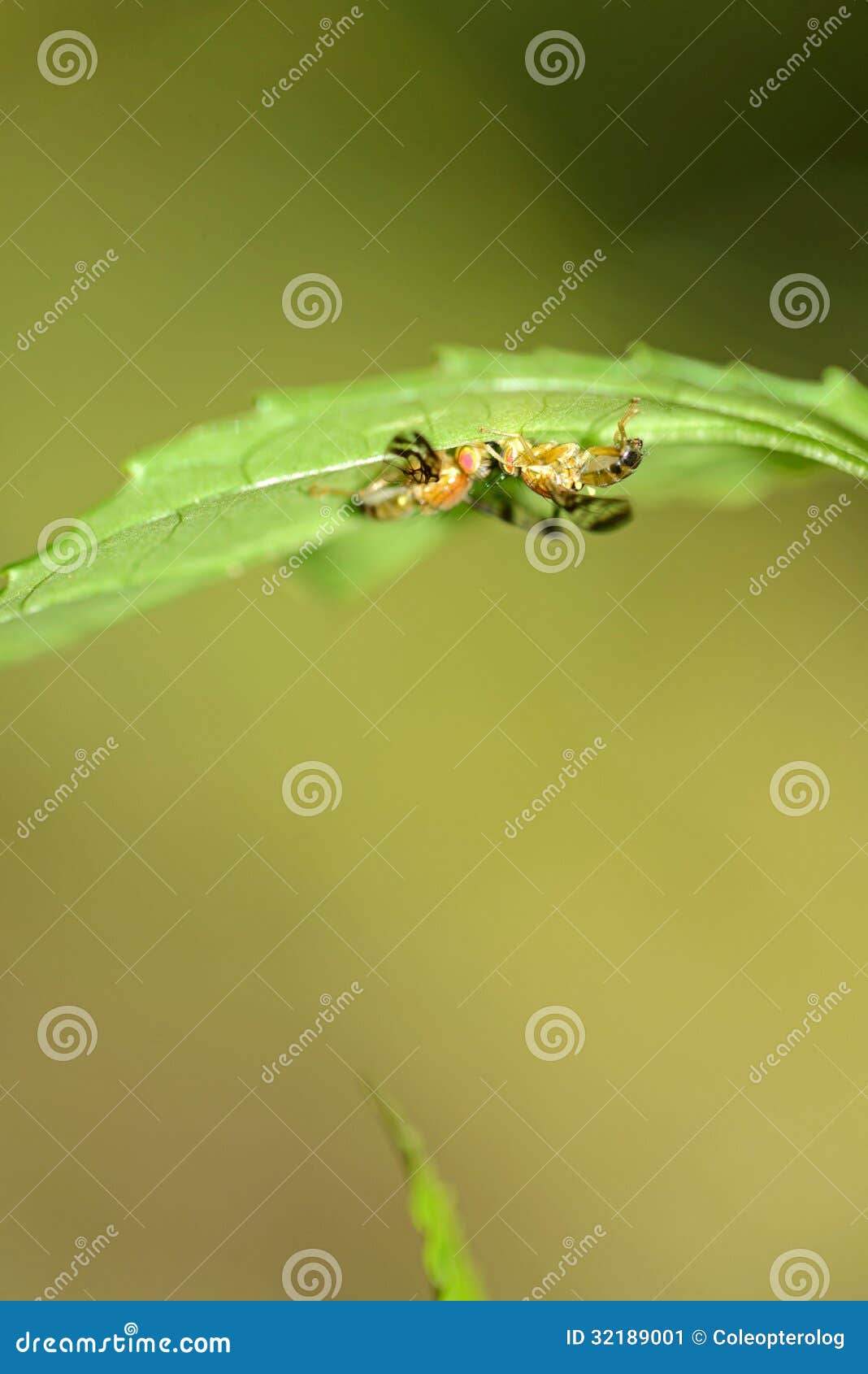 Two tropical flies stock image. Image of macro, insects - 32189001